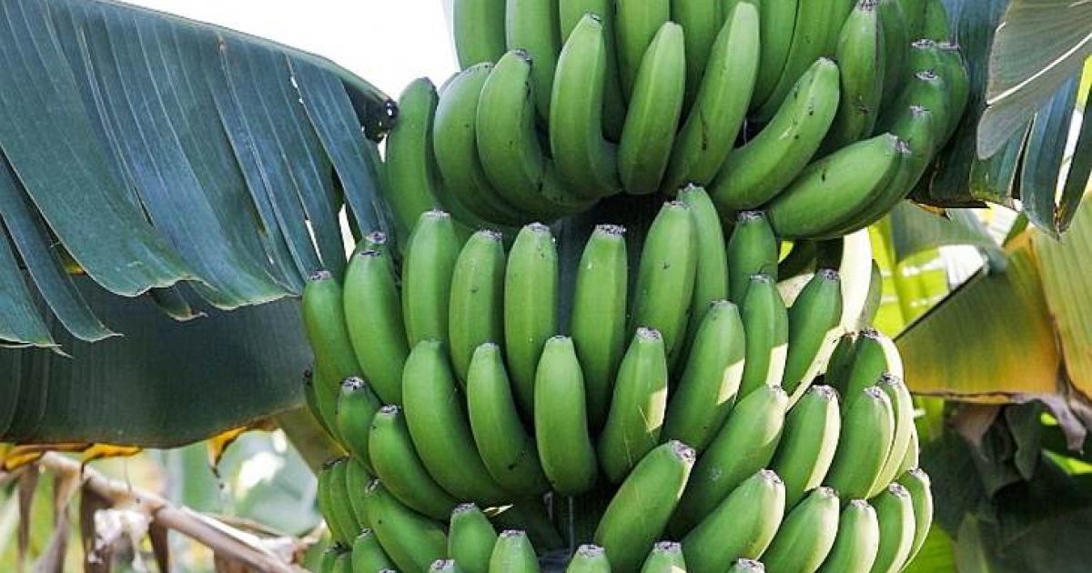 Novemberstormene på Kanariøyene ødela fire millioner kilo bananer